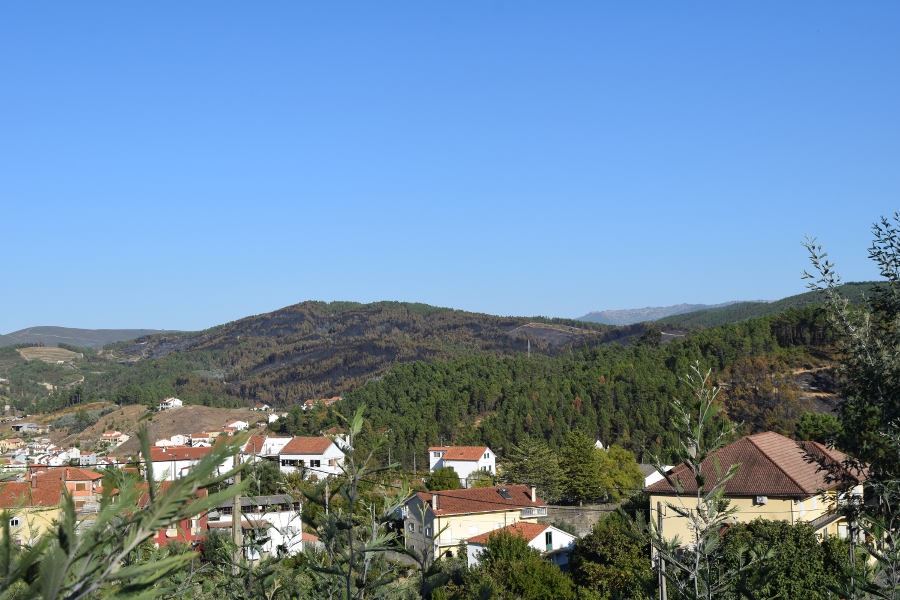 Vinte anos depois o fogo voltou ao Pinhal Interior do concelho do ...